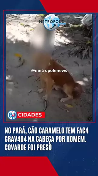 No Pará Cão Caramelo Tem F4c4 Cravada Na Cabeça P Kwai