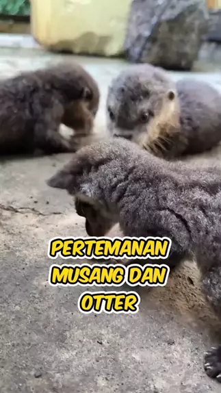 musang | Discover