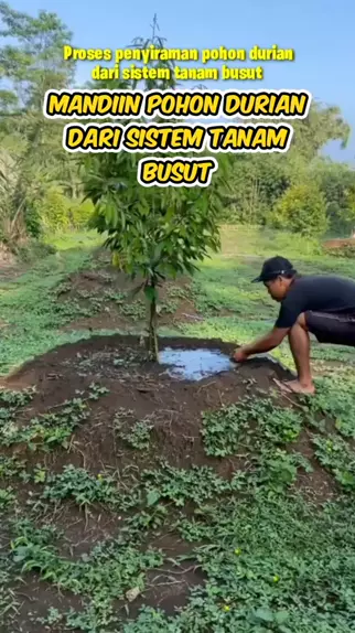 tanam durian sistem busut | Discover