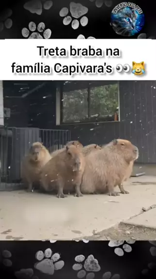 meme capivara gente boa | Discover