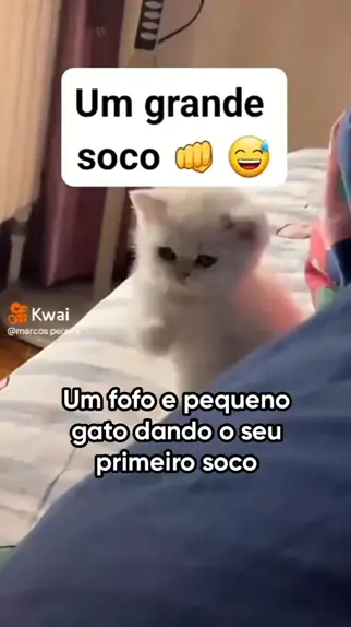 soco meme & gato dando soco meme| Discover