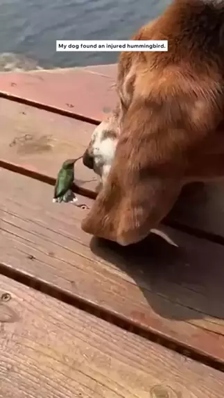 failed to load beagle library: no hmsbeagle-jni in ...| Kwai