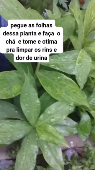 Para Que Serve Chá De Pobre Velho🥛 Explore A Magia Dos Bônus Em