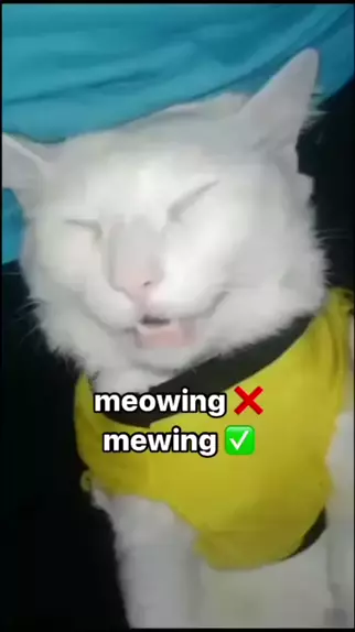 mewing meme original & mewing cat meme hd| Discove ...| Kwai