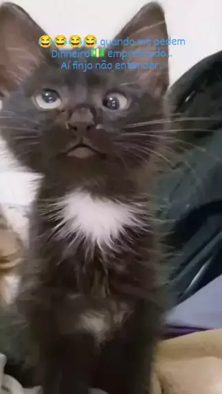 meme do gato rindo e apontando