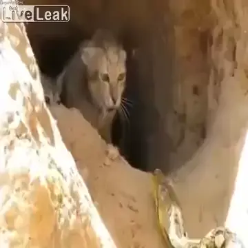 liveforkaise leaked & live for kaise leaks| Discov ...| Kwai