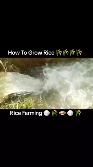 how to grow rice minecraft